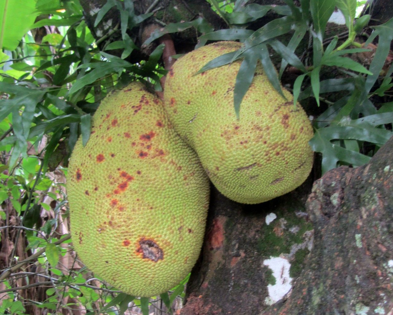 Jackfrucht ist der neue Fleischersatz in der vegetarischen Küche – Apéro