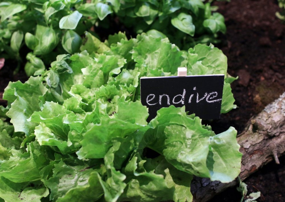 Endivie schmeckt auch warm – Apéro